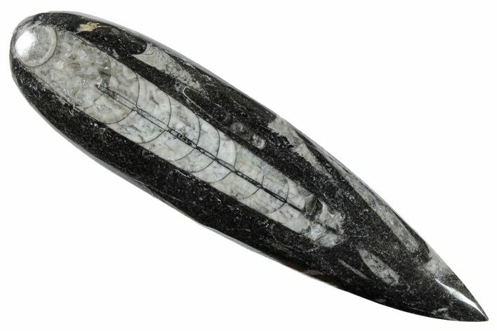 6.1" Polished Fossil Orthoceras (Cephalopod) - Morocco (#216198) For Sale - FossilEra.com